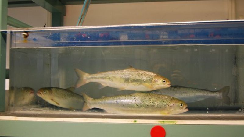 Can farmed fish meet the world's appetite for seafood? - BBC News