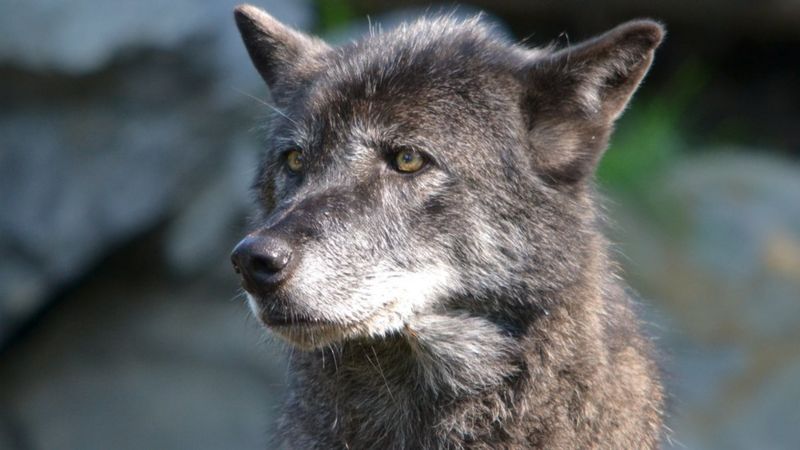 The place where wolves could soon return - BBC News