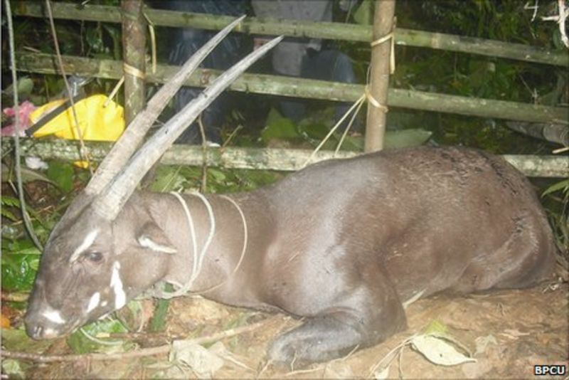 'Asian unicorn' to get new Vietnam nature reserve - BBC News