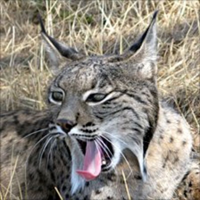 Iberian lynx: Radical moves for world's rarest cat - BBC News