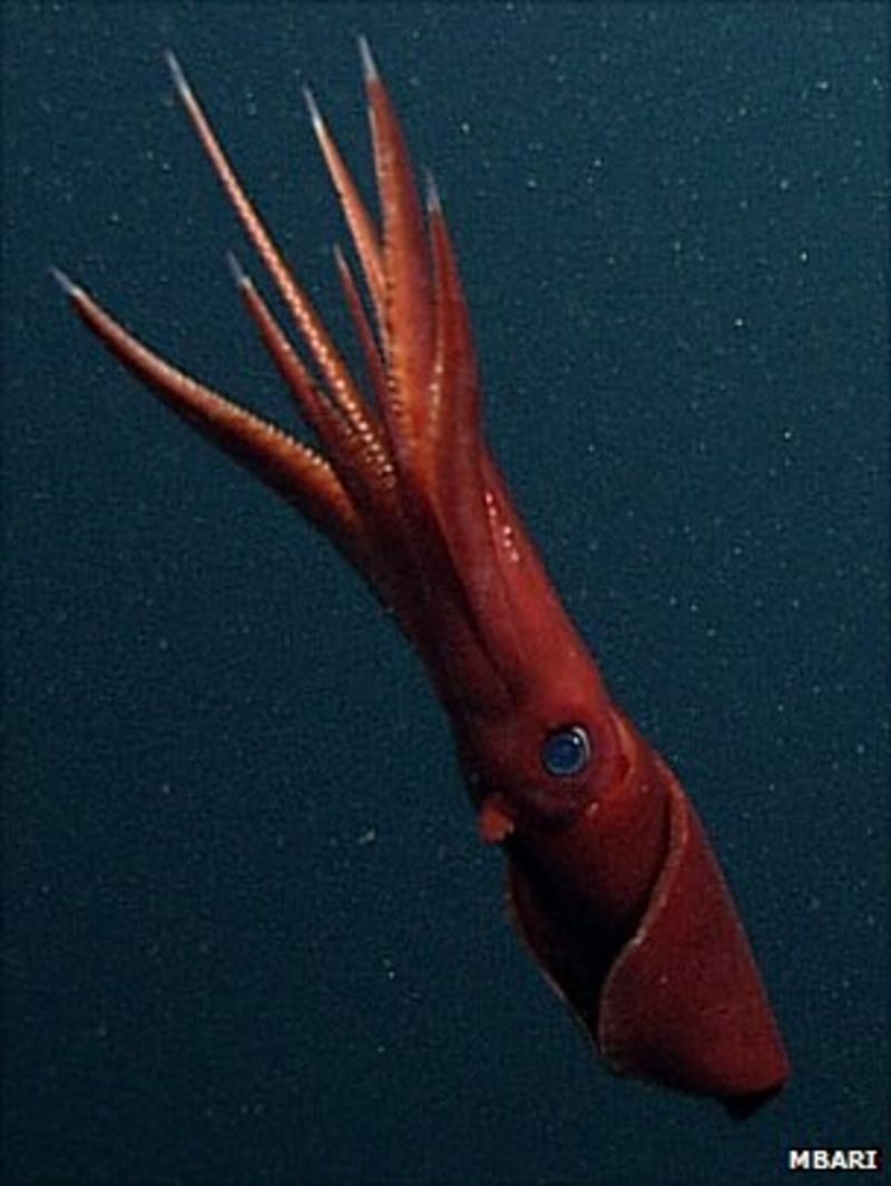 Light shed on bisexual and promiscuous deep-sea squid - BBC News