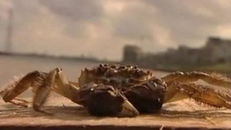 Fears raised over mitten crabs' threat to Cumbrian wildlife - BBC News