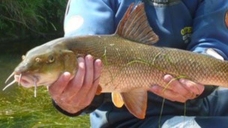 The Aire and the Don get 4,000 new fish - BBC News