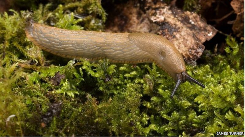 Eight new slugs found in Britain by Cardiff researchers - BBC News