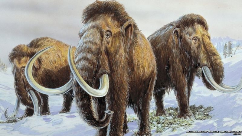 Why scientists want to bring back woolly mammoths - BBC News