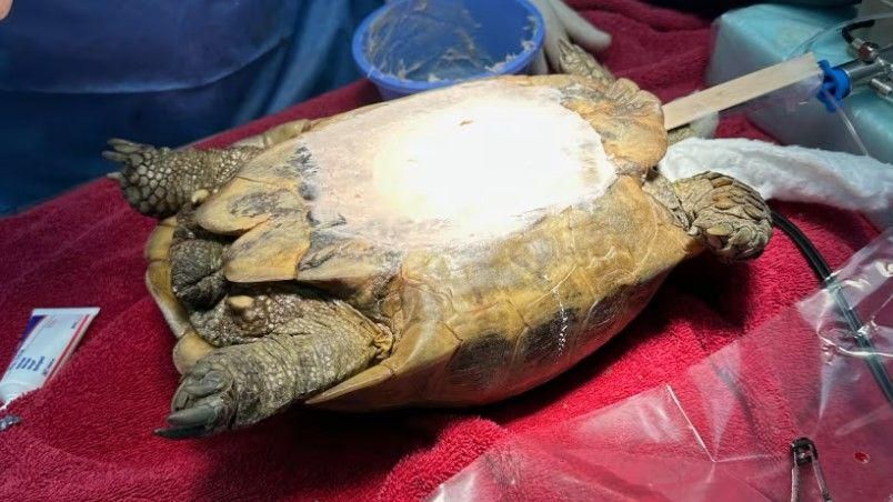 Tortoise has 'tennis ball-sized' bladder stone removed - BBC News