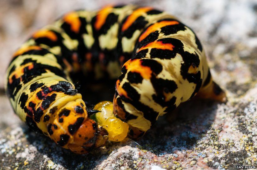 Your pictures: Insects - BBC News