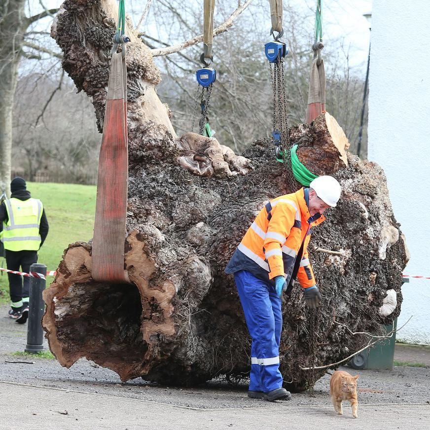 Wych elm removed from Highland village after 800 years - BBC News