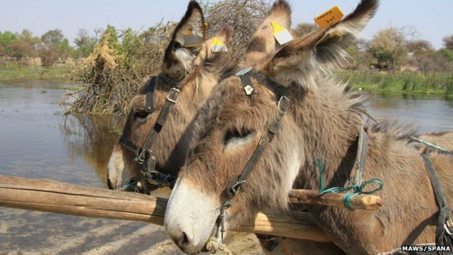 Botswana donkeys get reflective ear tags - CBBC Newsround