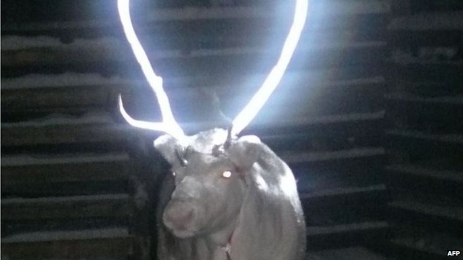 The reindeer that glow in the dark - CBBC Newsround