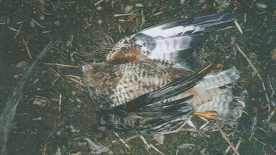 Landowner Ninian Stewart fined after gamekeeper Peter Bell poisoned ...