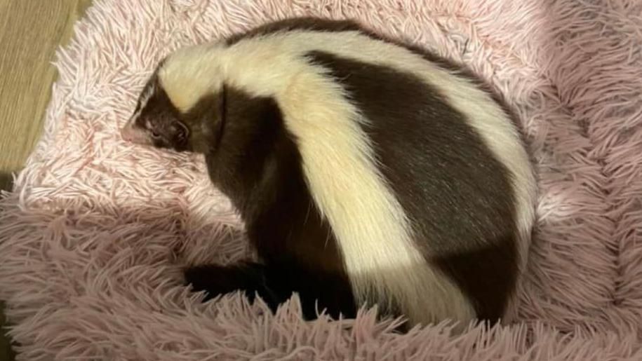Missing deaf pet skunk found after garden escape in Dorset - BBC News