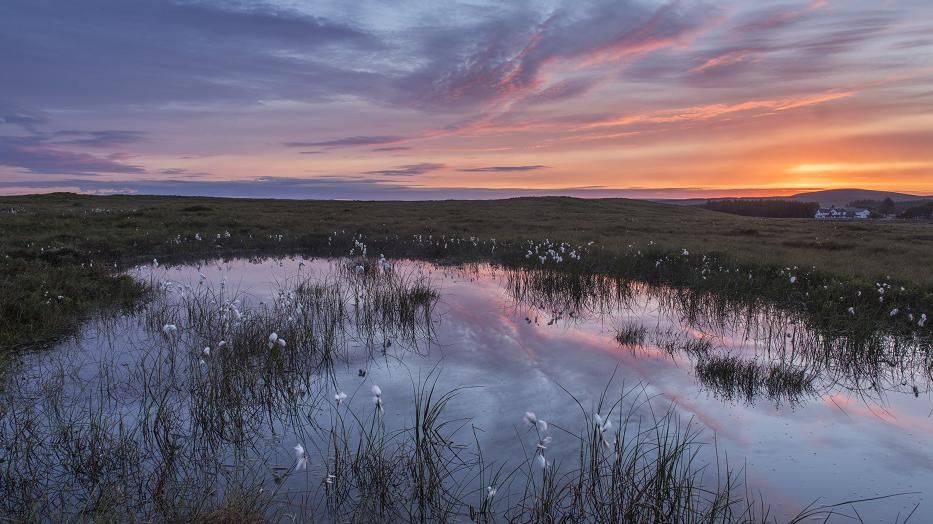 Fresh consultation on Flow Country Unesco bid - BBC News
