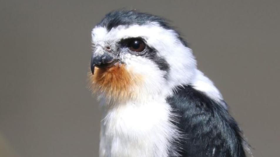 Collared falconet seized by authorities lays eggs in Cornwall - BBC News
