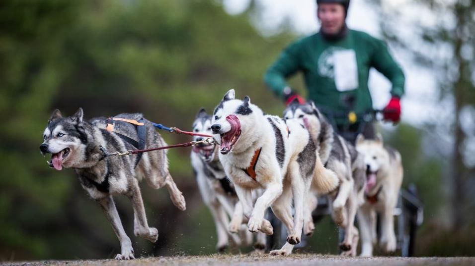 Aviemore Sled Dog Rally held for 40th and final time - BBC News