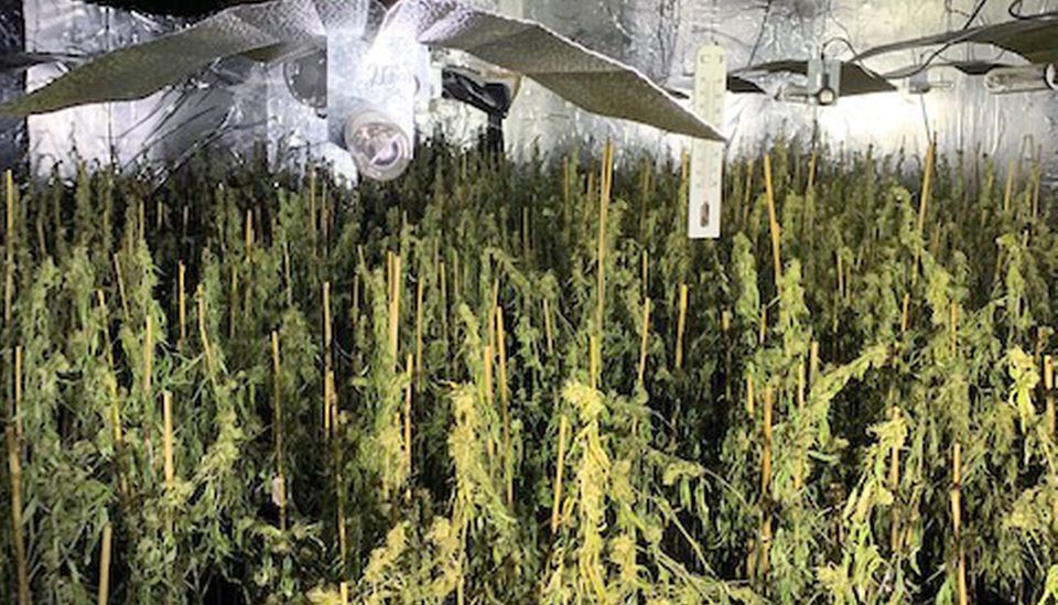 Belfast Drug Busts Land £1 2m Cannabis Haul Bbc News