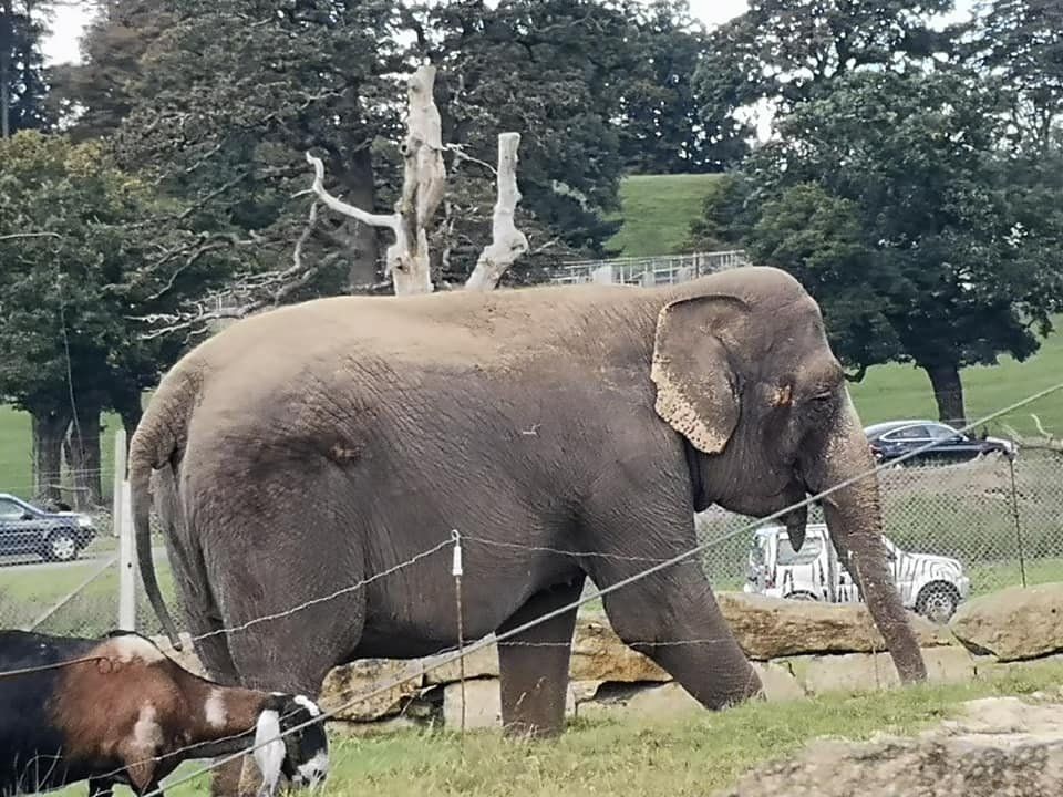 Will Britain's loneliest elephant be getting a new home? - BBC Newsround