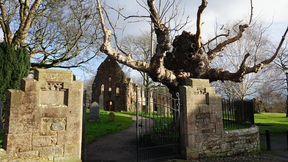 Beauly celebration for its ancient wych elm - BBC News