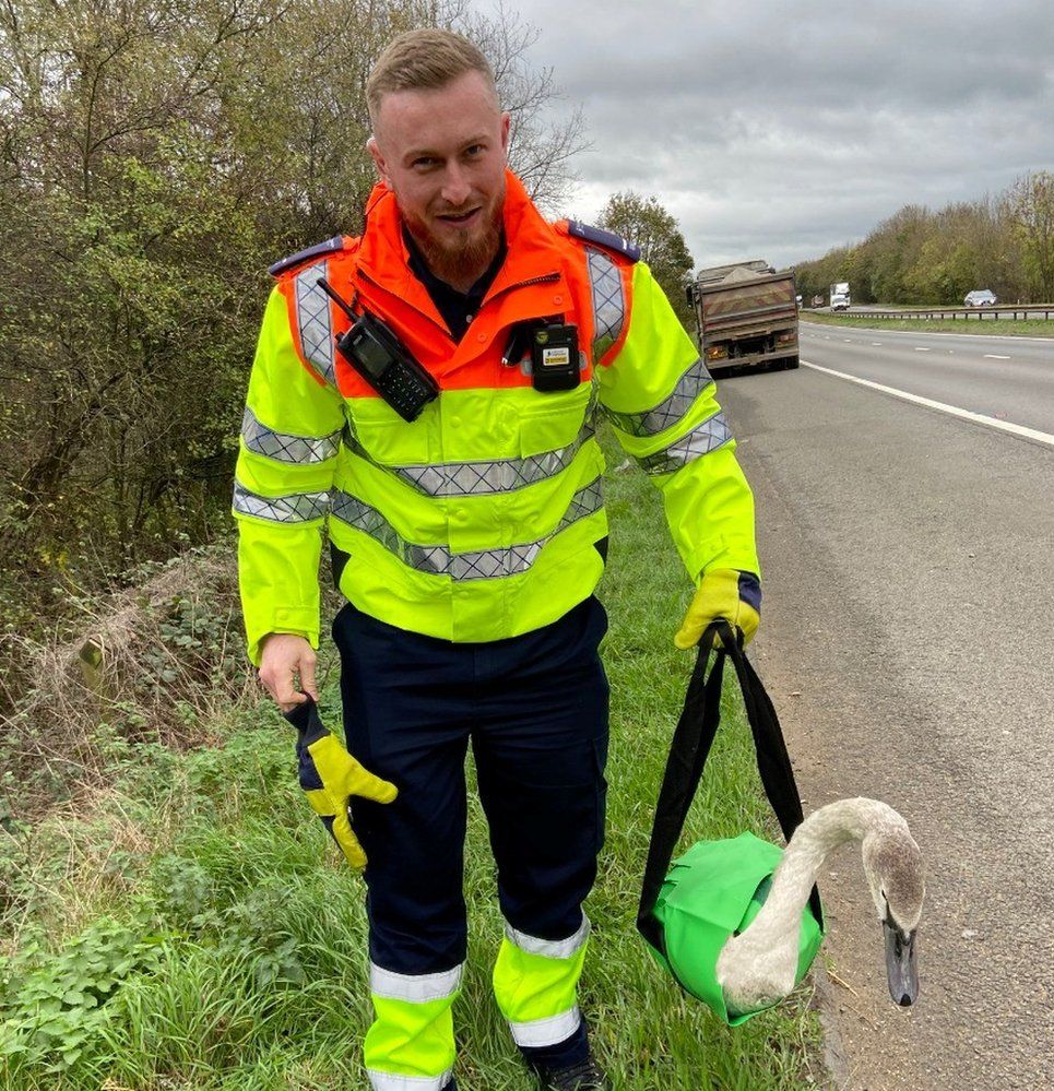 Doncaster: Swan plucked to safety after blocking motorway - BBC News