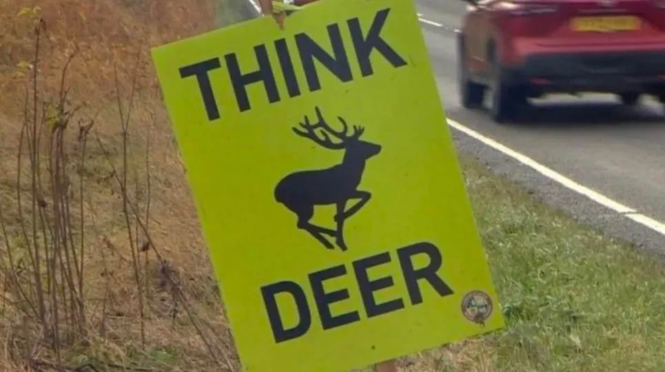 Lincolnshire motorcyclist 'playing Russian roulette' with deer - BBC News