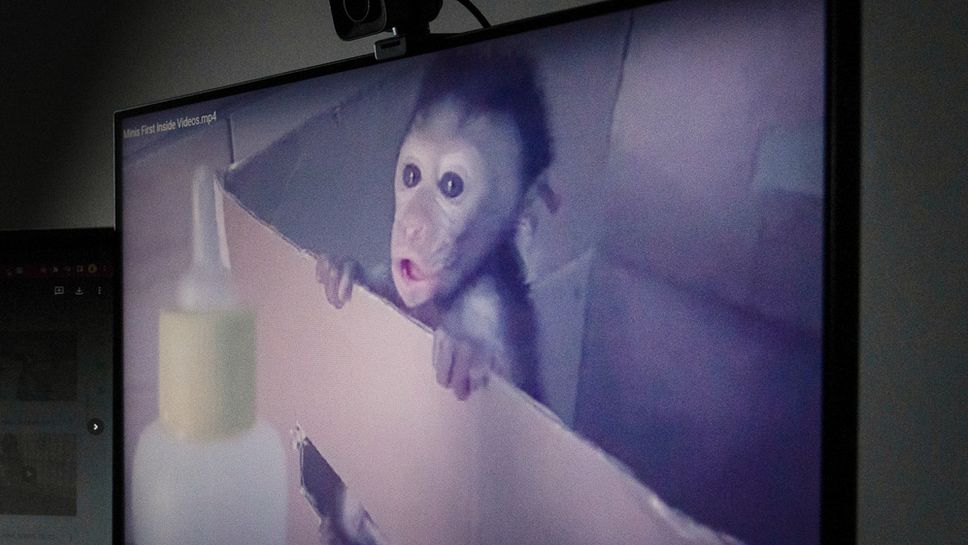 Monkey torture video accused woman granted bail - BBC News