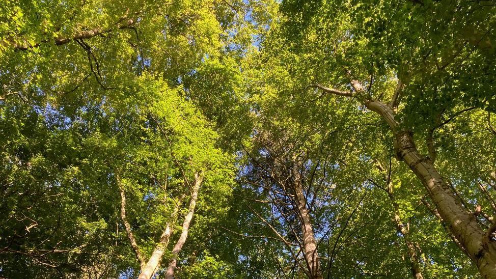 Rejuvenating a historic community-owned Inverness woodland - BBC News