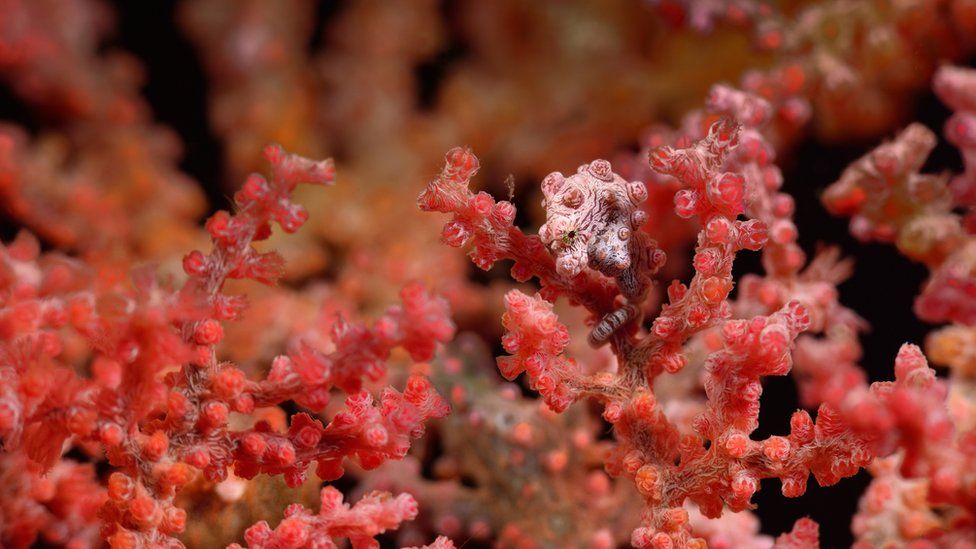 Seahorse smaller than a grain of rice and other tiny creatures - BBC ...