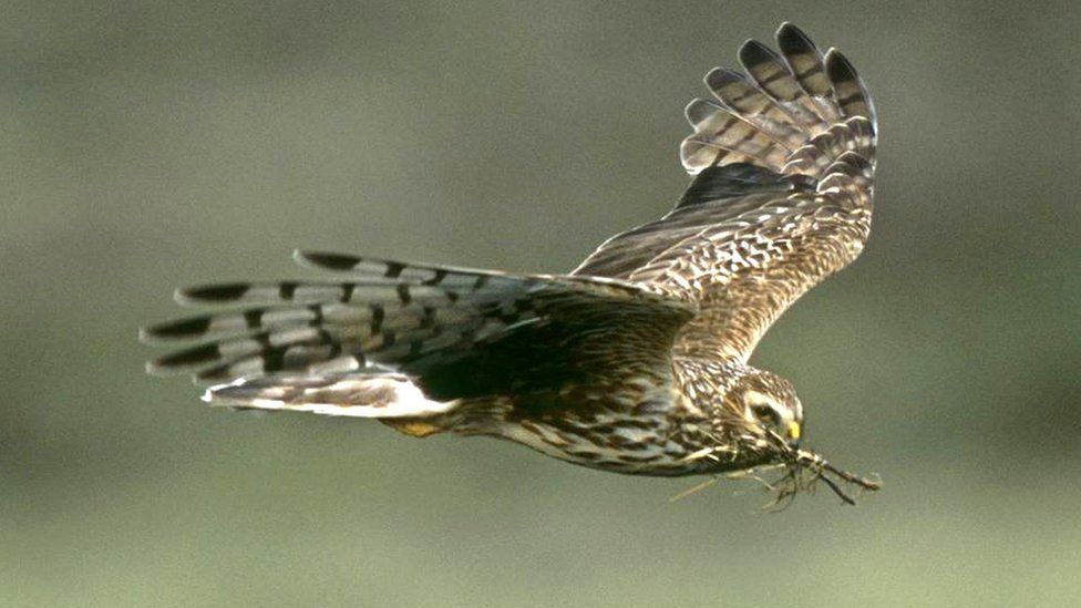Police investigate hen harrier shooting near Leadhills - BBC News