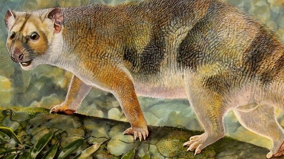 New rules announced to help protect the pangolin - BBC Newsround