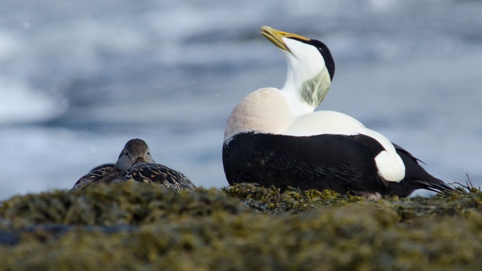 Eider ducks 'not protected' by Northumberland conservation zone - BBC News