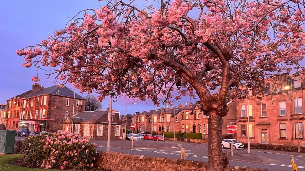 Scotland's pink cherry and apple blossom in pictures - BBC News