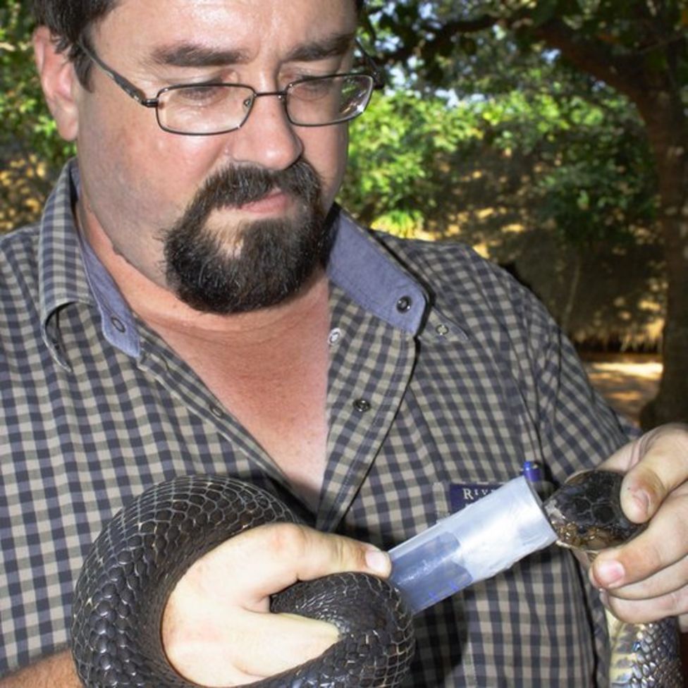 Snakebites: Like having my hand smashed by a hammer' - BBC News