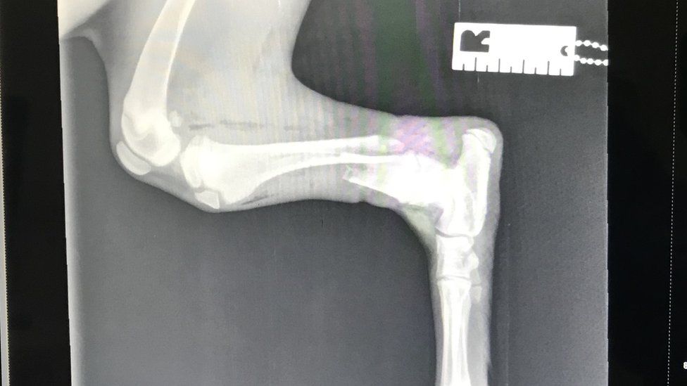 Norris Green Park: Abandoned puppy has leg amputated - BBC News