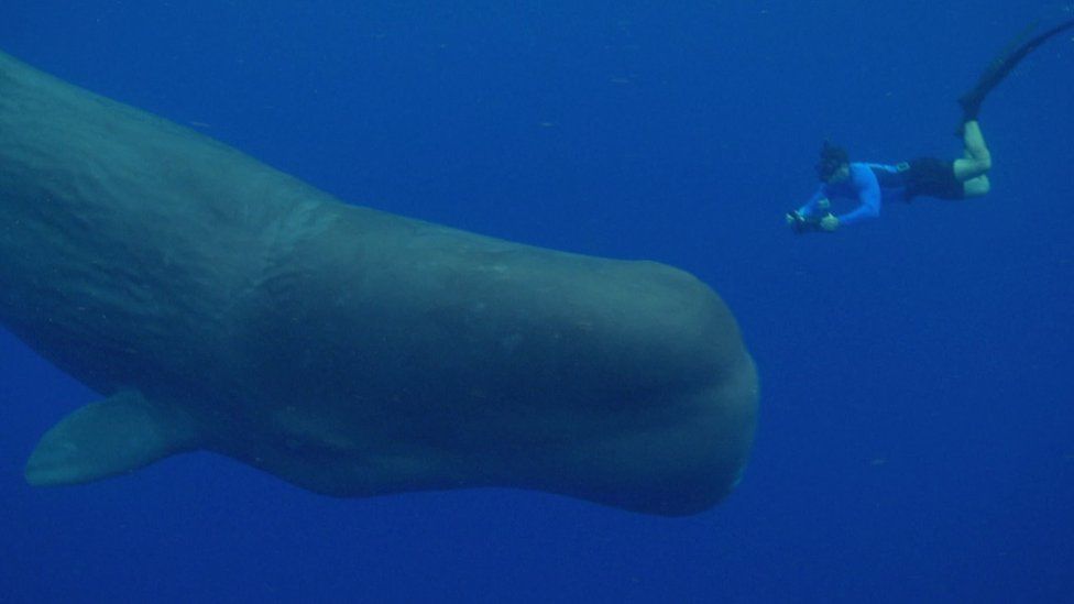We want YOUR questions for Deadly 60 star Steve Backshall - BBC Newsround