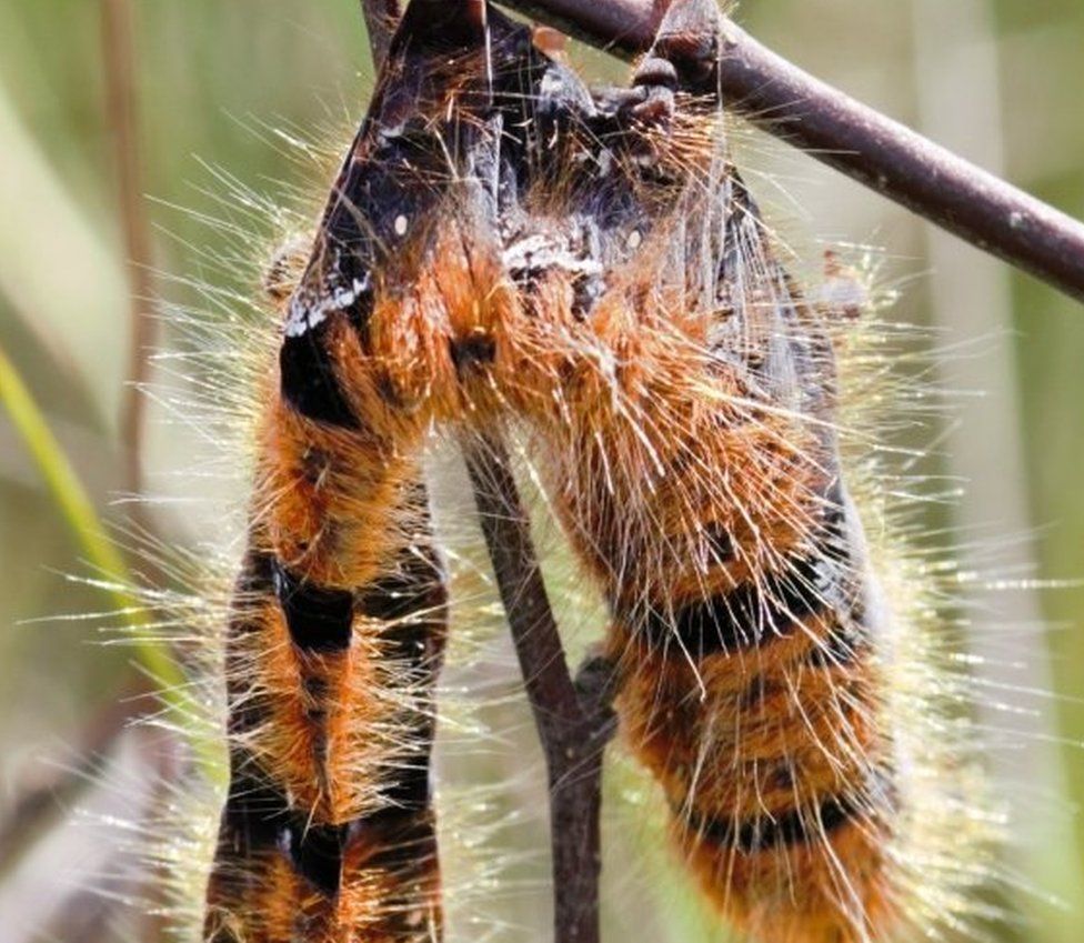 Caterpillars turned into 'exploding zombies' by bug - BBC News