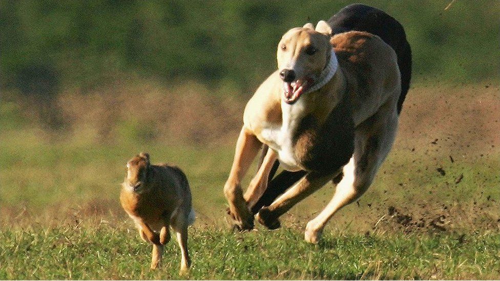 Lincolnshire Police bid to tackle reprise in hare coursing - BBC News