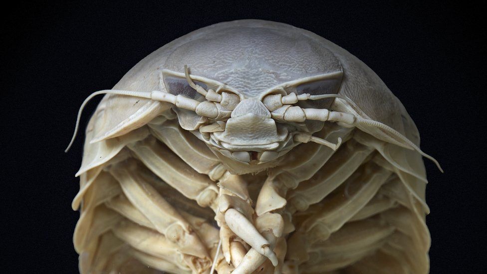 Animals with 'night vision goggles' - BBC News
