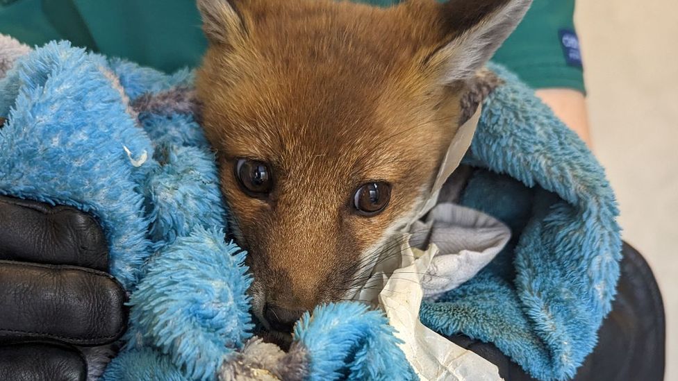 Durham fox cub found with 'mam died' note on Greggs bag - BBC News
