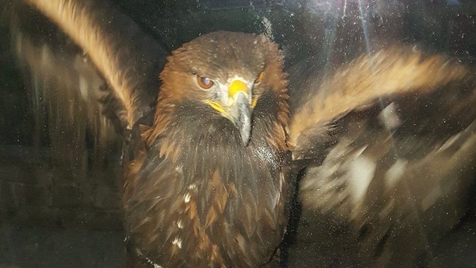 Cynllun newydd i ailgyflwyno eryrod aur i Eryri? - BBC Cymru Fyw