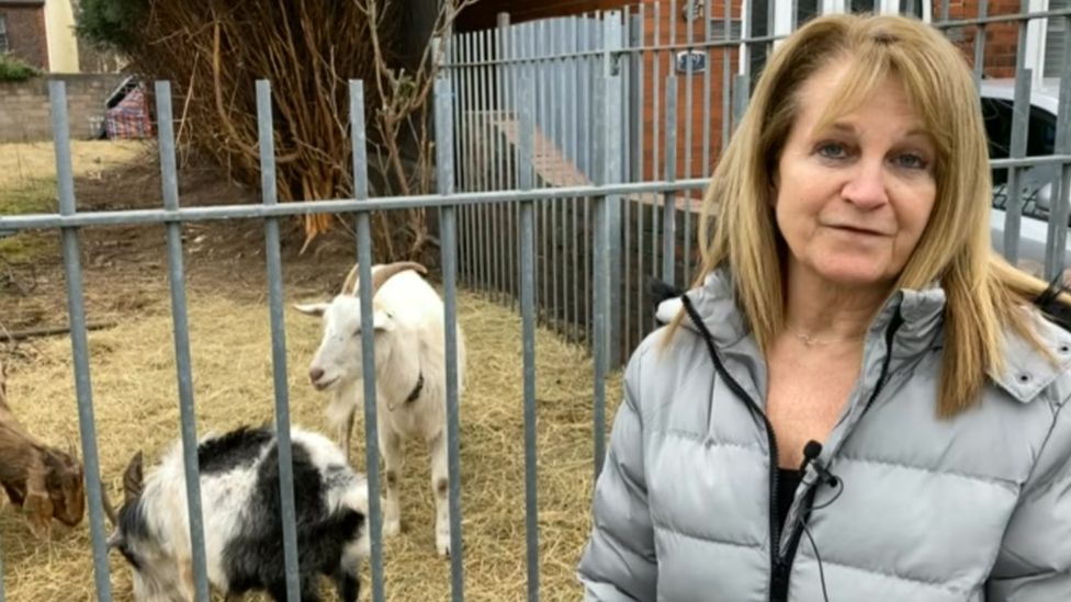 Mystery over goats living on residential Stoke-on-Trent street - BBC News