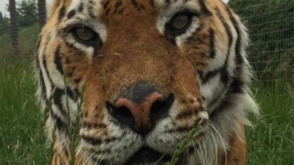 Manchester Museum displays tigon, lion and tiger cross-breed - BBC News