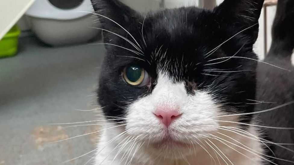 RSPCA seeks home for Wolverhampton one-eyed cat - BBC News