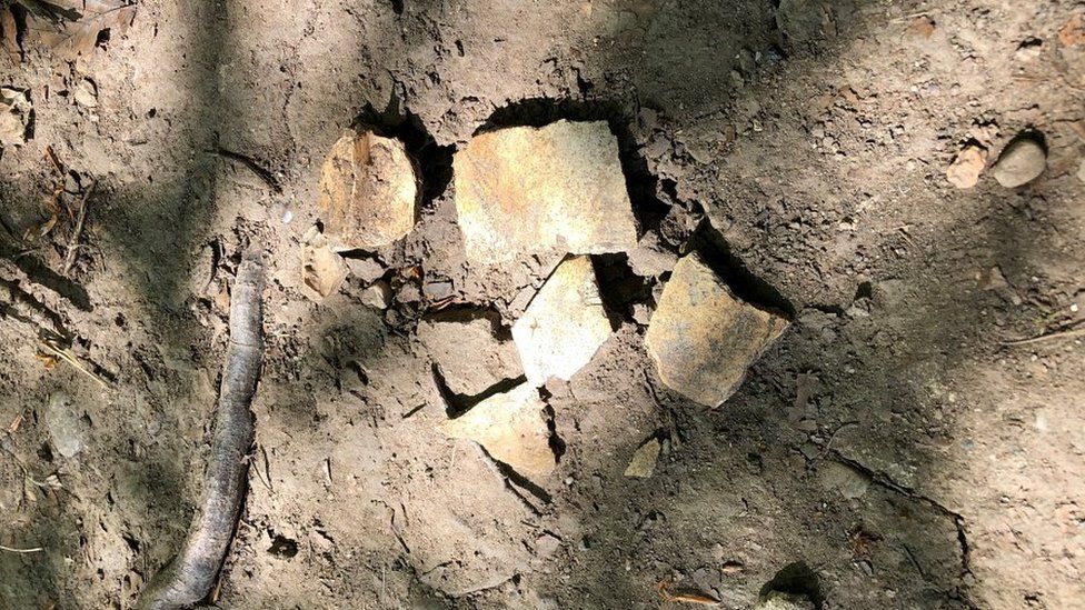 'Ancient' human skull found by boy in Southwell - BBC News