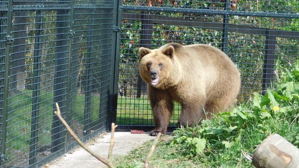 Rescue bears from Albania arrive at West Lothian zoo - BBC News