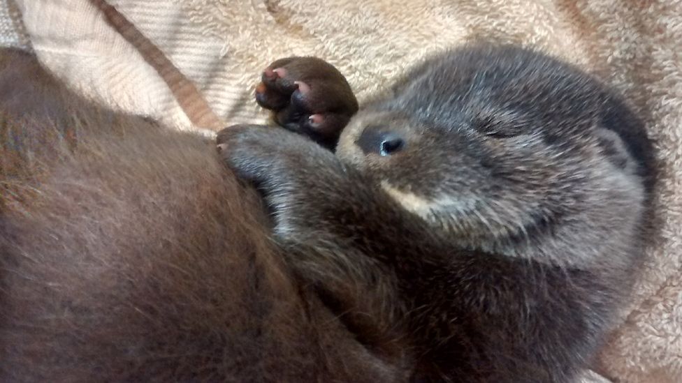 Baby otter orphans land Stapeley Grange with £3k food bill - BBC News