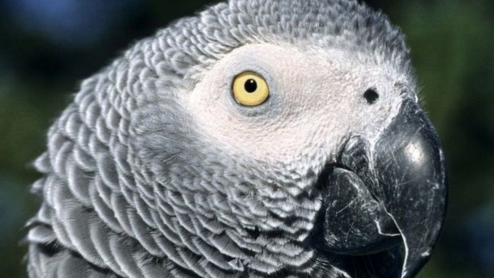 Swearing parrots at Lincolnshire Wildlife park given 'time out' for bad ...