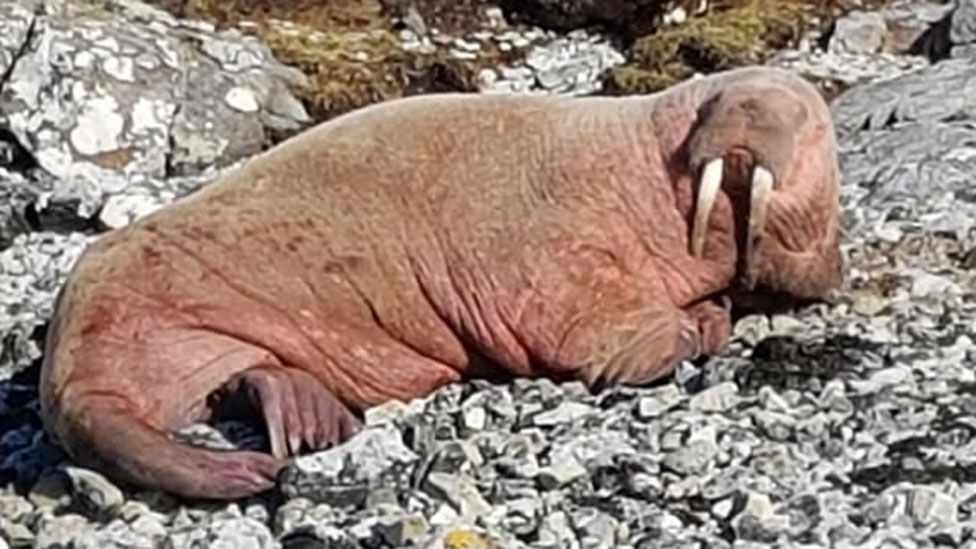 Arctic walrus 'Wally' spotted on Isle of Harris - BBC News
