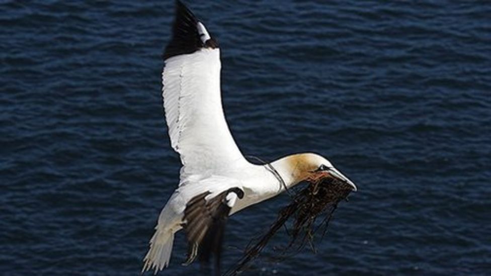 Gannet returns from 1,700-mile fishing trip - BBC News
