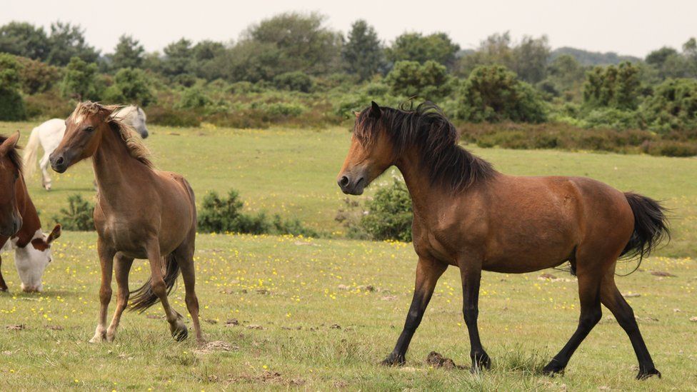 Warnings over New Forest forest stallions breeding season - BBC News