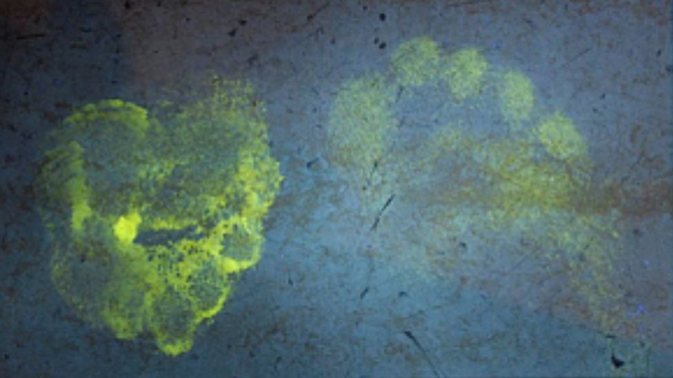 Barefoot burglar sprayed with UV paint in Ludlow break-in - BBC News